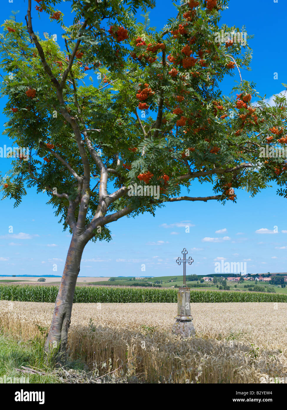 ROWAN TREE WITH BERRIES AND WROUGHT IRON CROSS IN WHEAT FIELD ALSACE ...