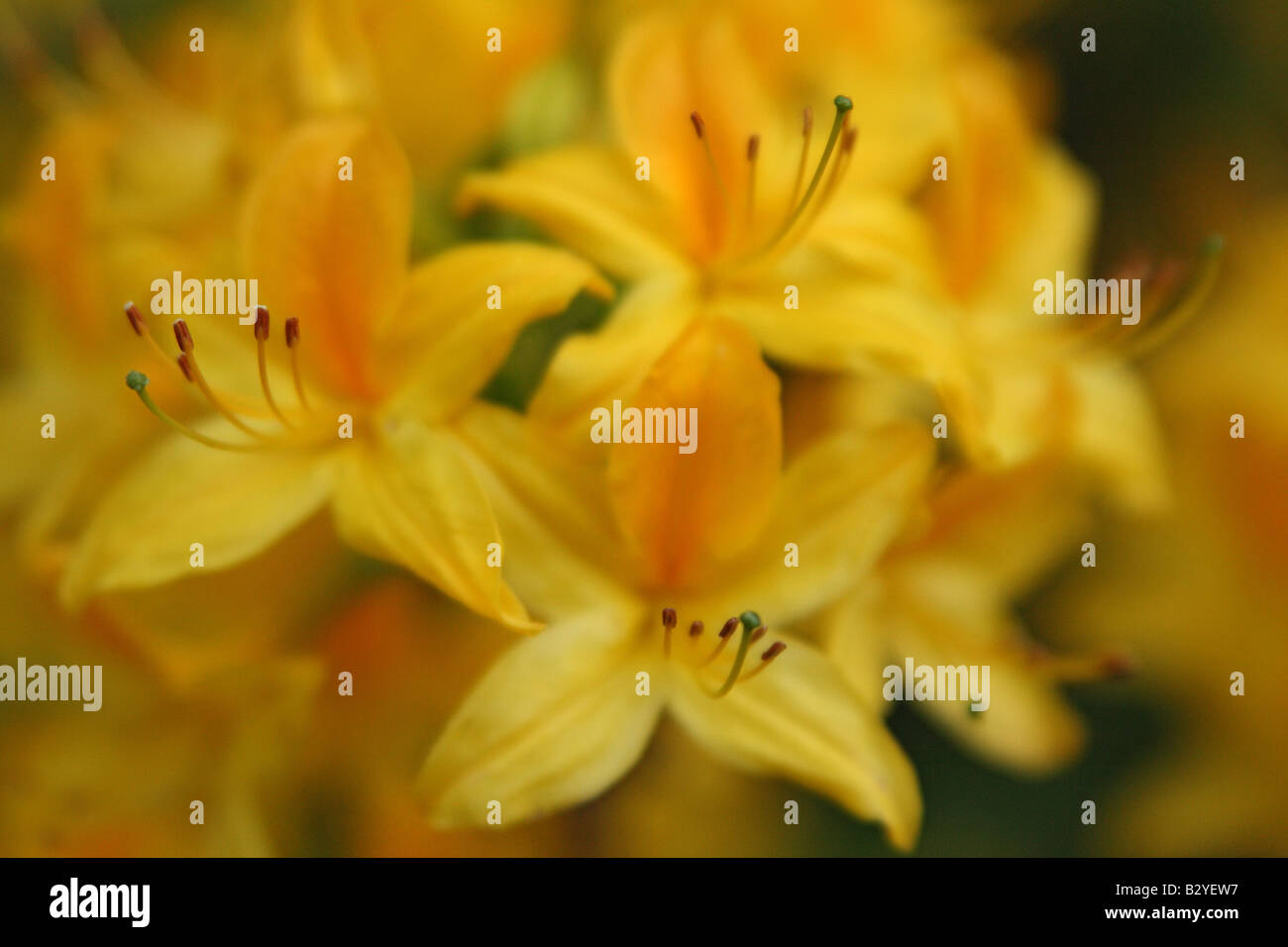 Yellow azalea flowers blooming Rhododendron luteum Stock Photo - Alamy