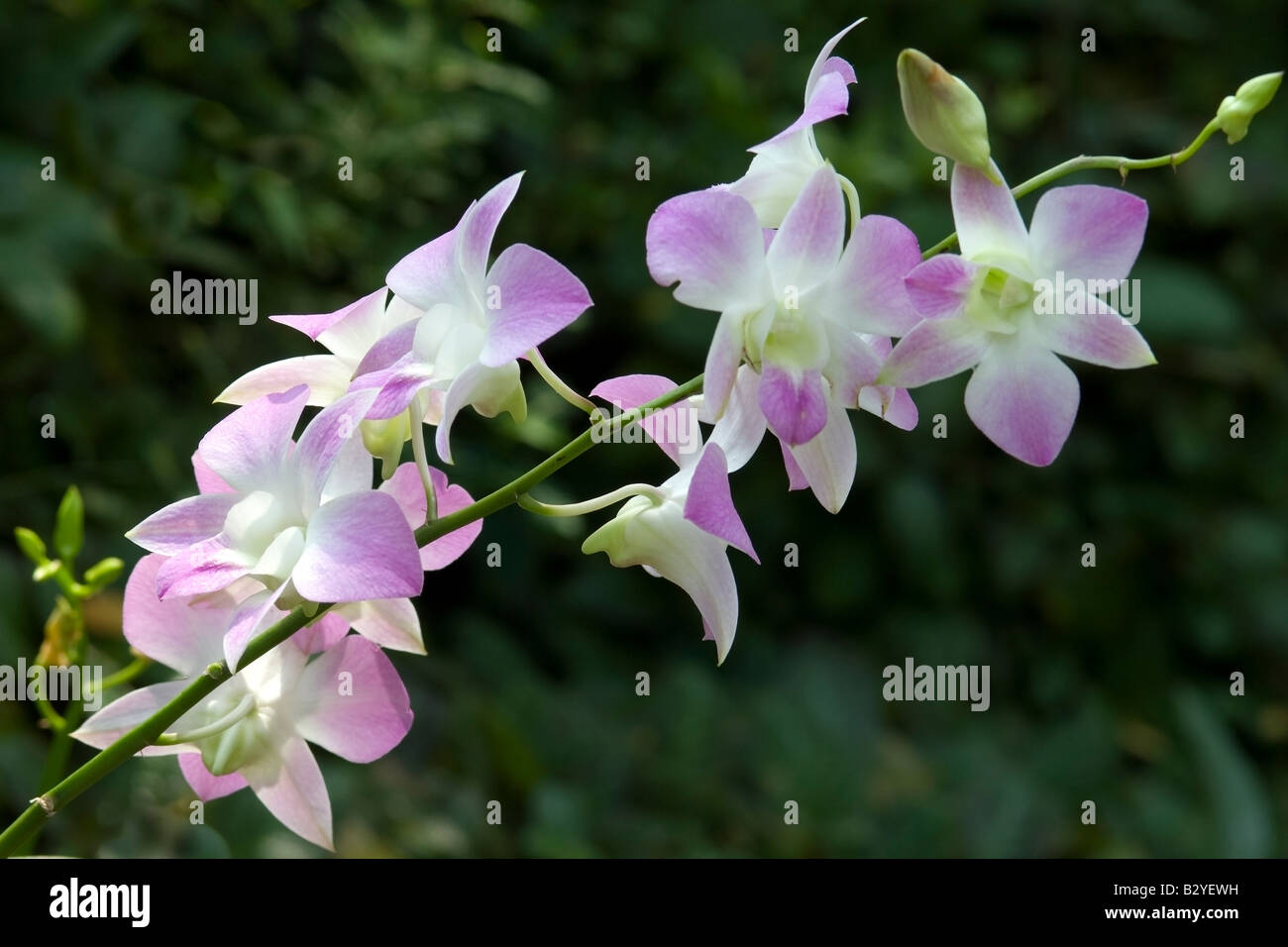 Delicate orchid petals, Singapore Botanic Gardens Stock Photo - Alamy