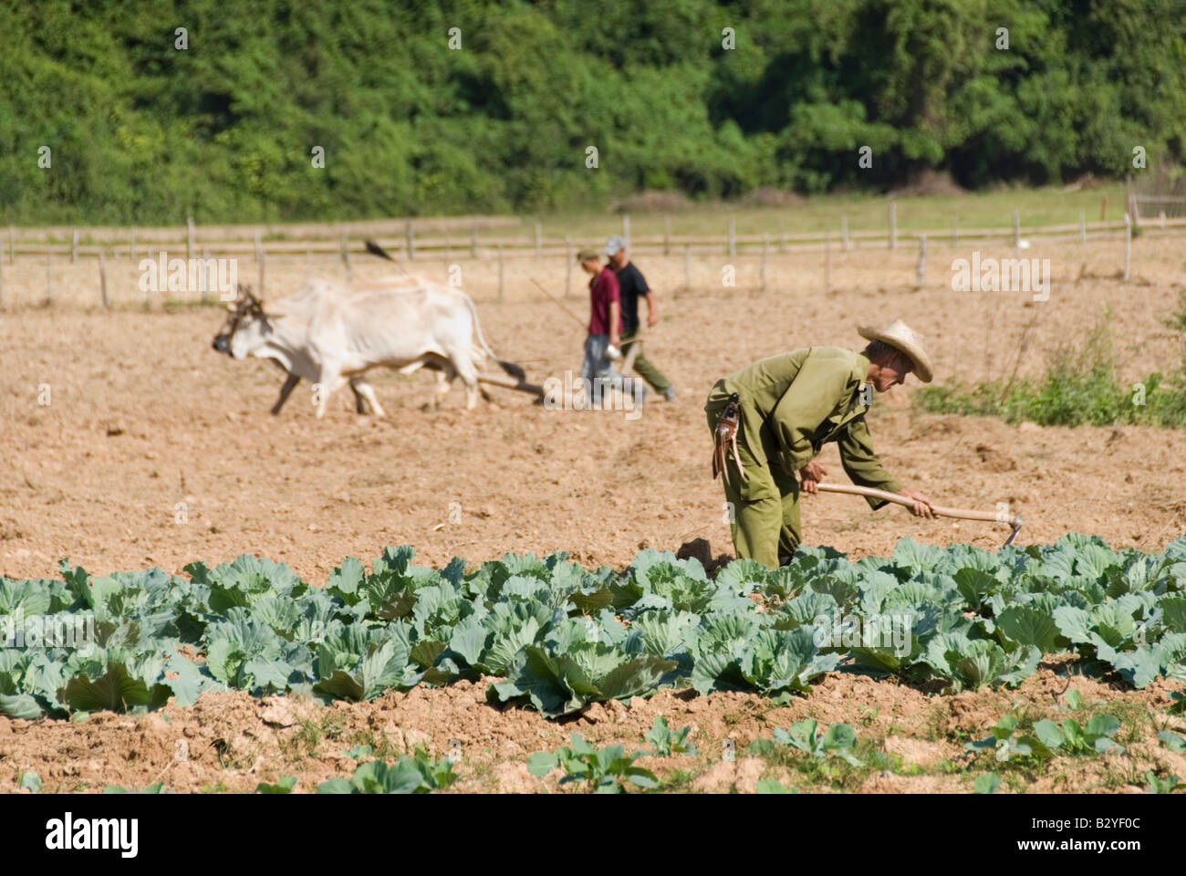 Cuban workers tilling the soil on a communal farm in the countryside of ...