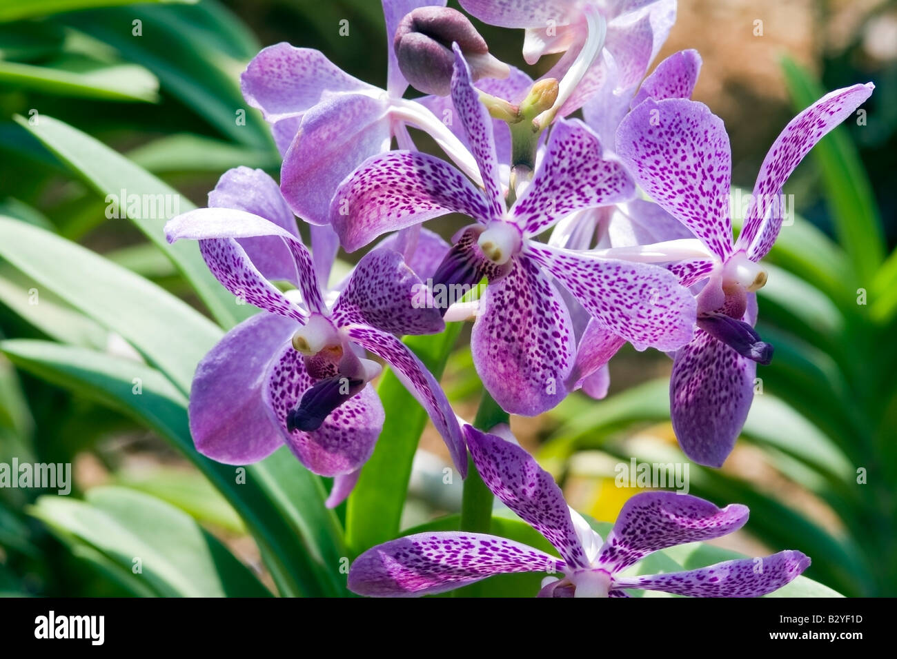 Purple spotted orchid hi-res stock photography and images - Alamy