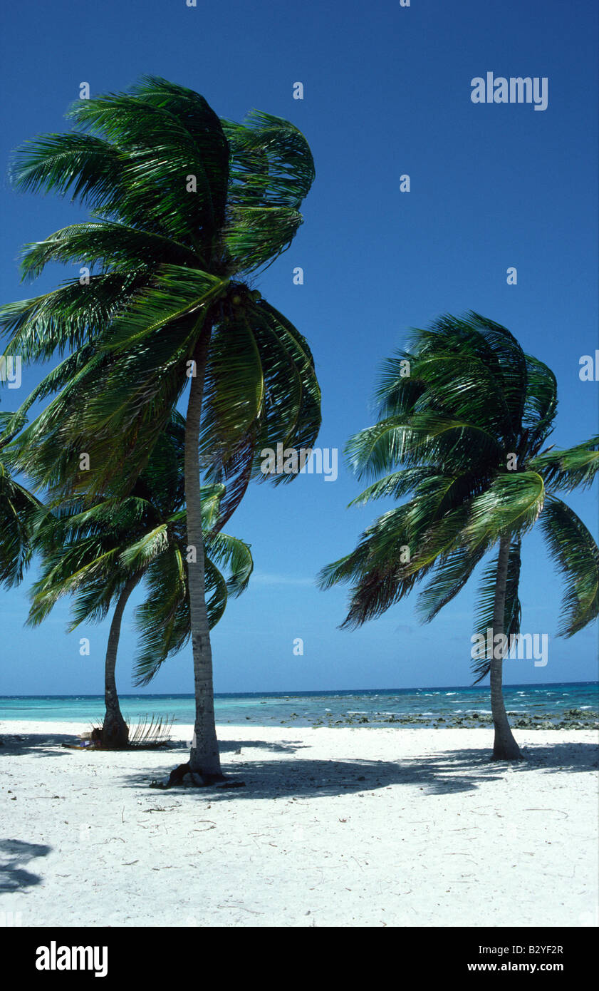 Goff's Caye near to Caye Caulker off the coast of Belize Stock Photo ...