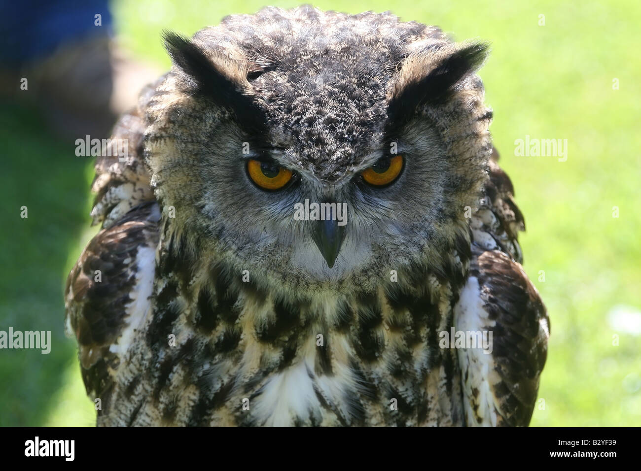 Owl ears hi-res stock photography and images - Alamy