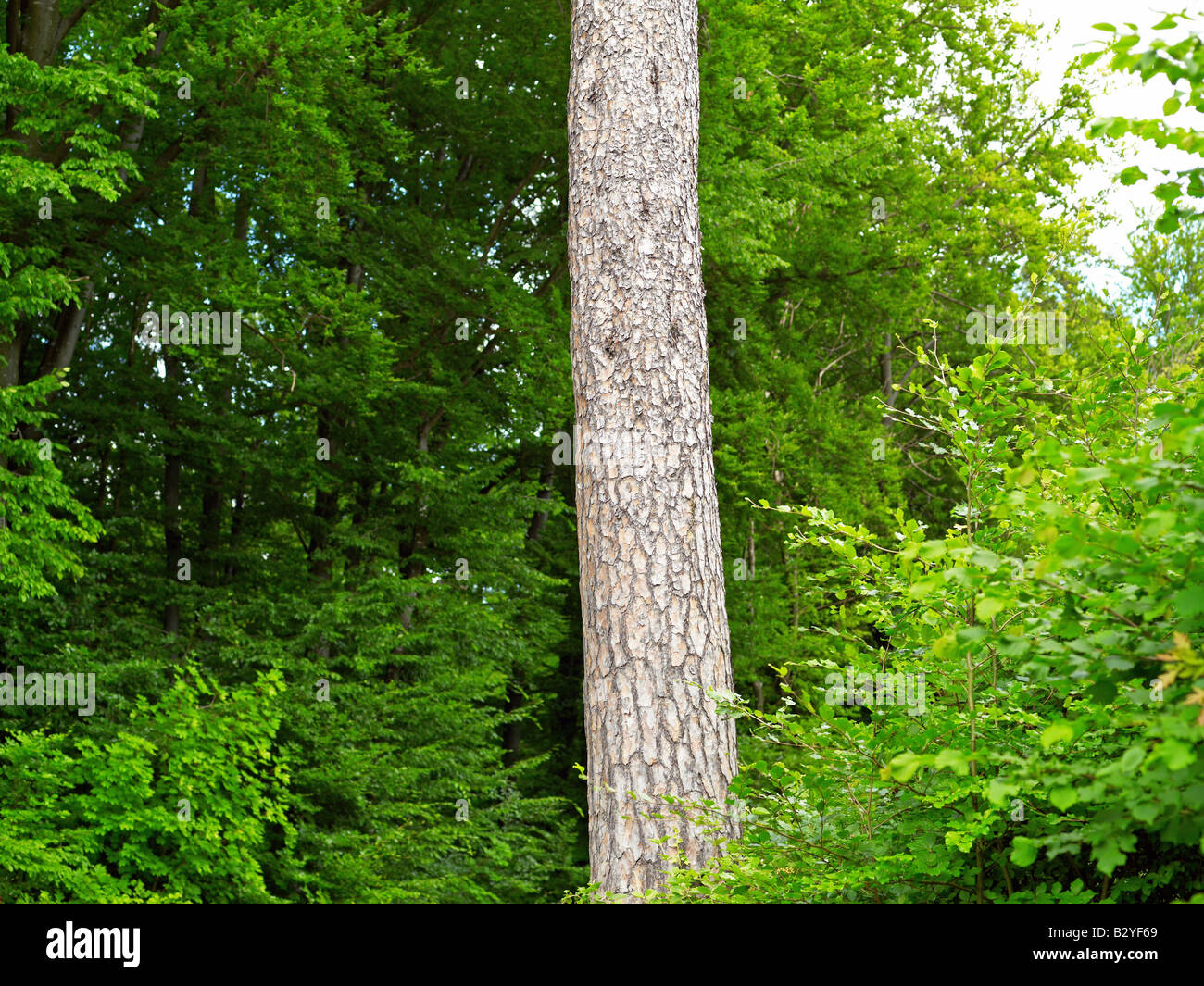 France alsace pine forest hi-res stock photography and images - Alamy