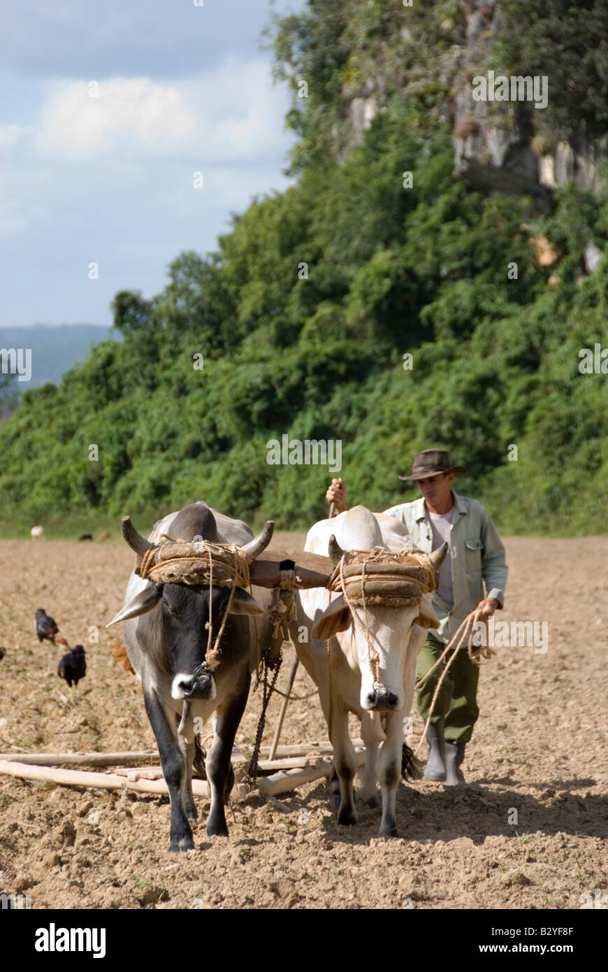 Ox And Plough High Resolution Stock Photography and Images - Alamy