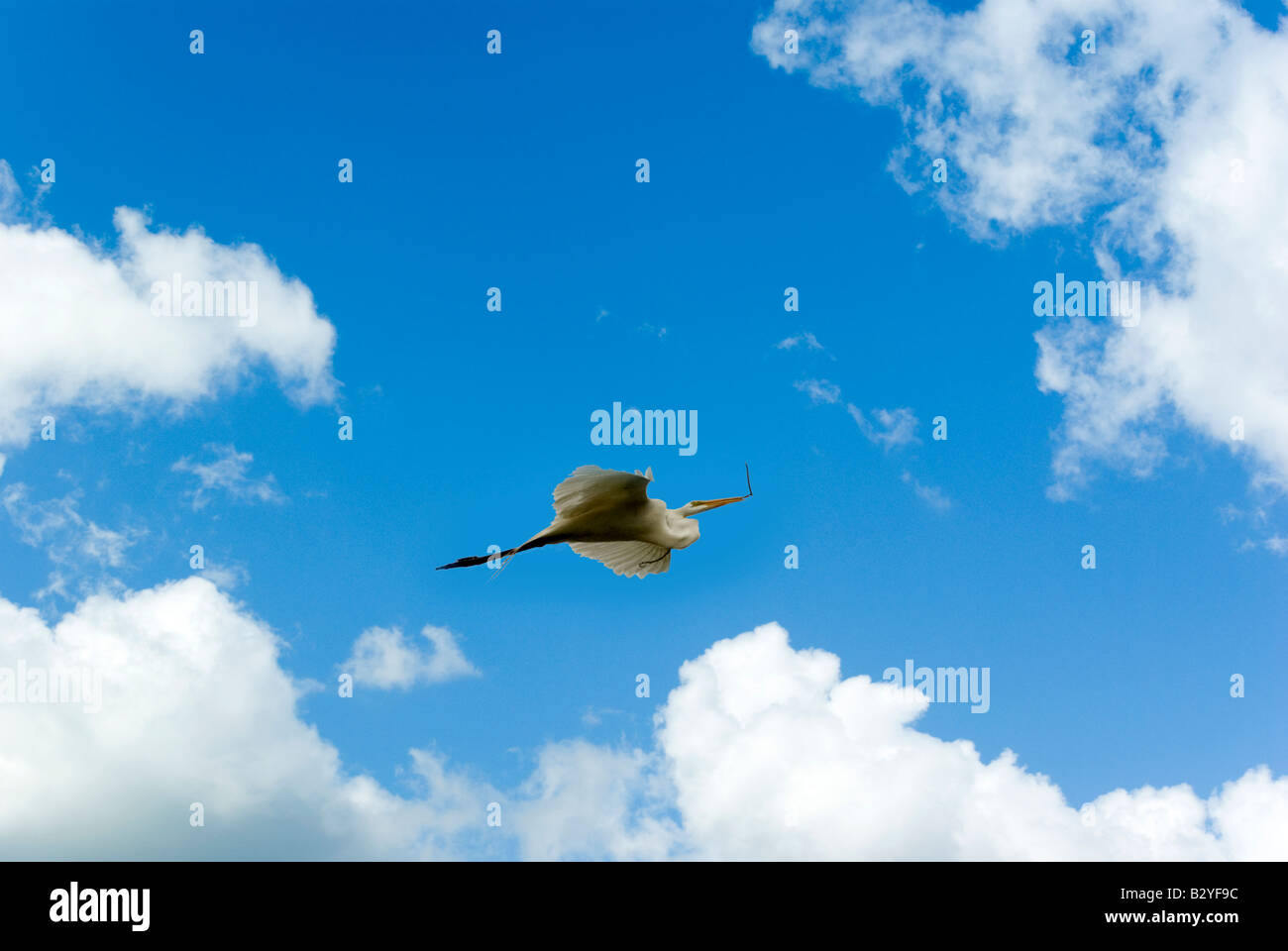Flying with stick hi-res stock photography and images - Alamy