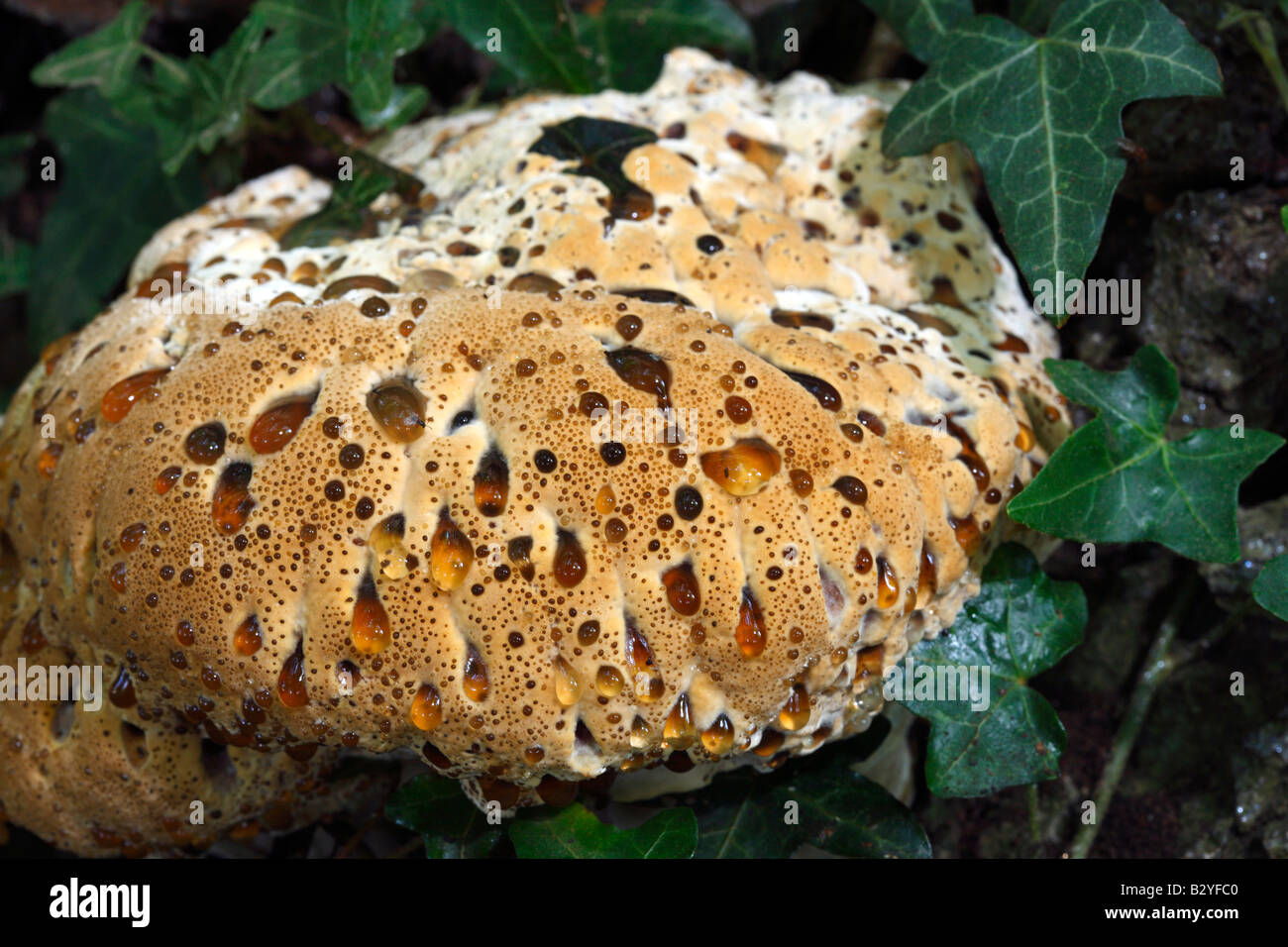 Oak Bracket Fungi on base of Oak Tree Stock Photo - Alamy