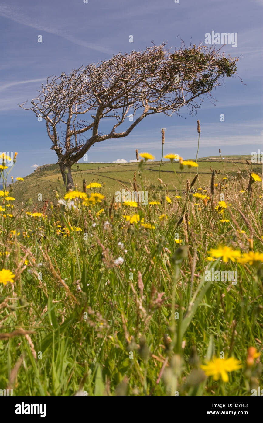 Windswept hawthorn tree hi-res stock photography and images - Alamy