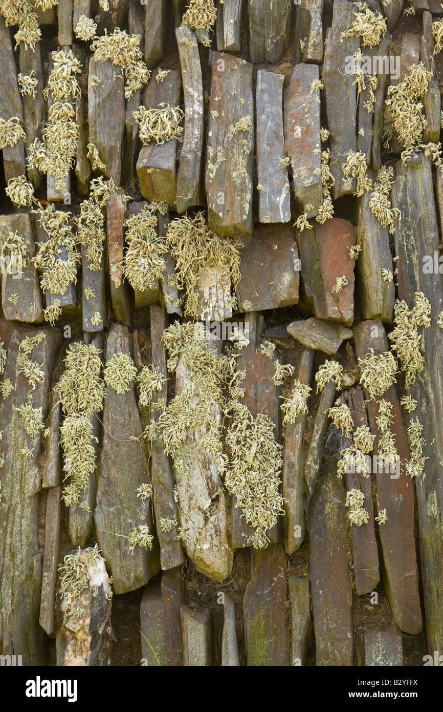 Cornish slate wall with Sea Ivory lichen Stock Photo - Alamy