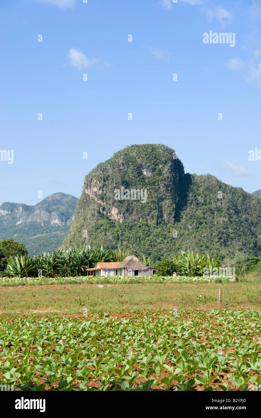 Young tobacco plant crop and steep limestone mogotes in the distance in ...