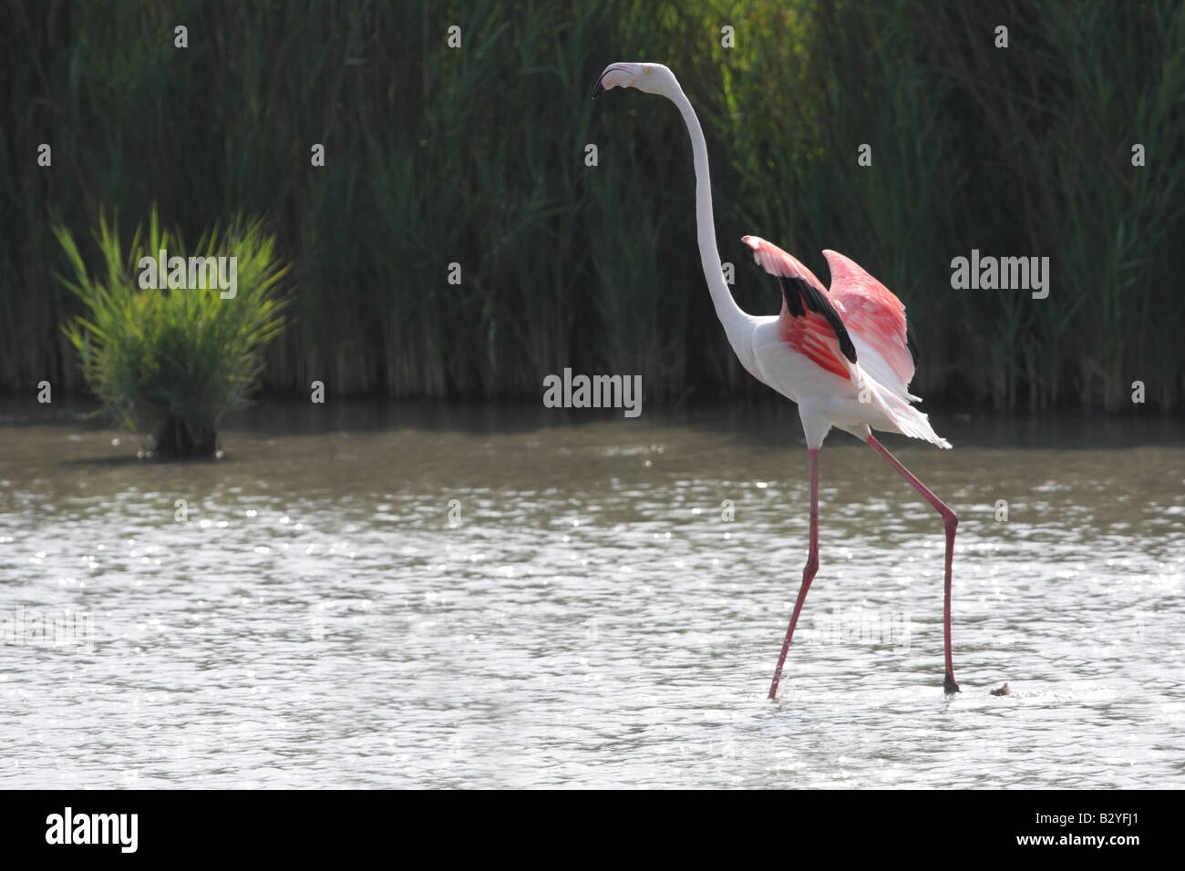 Flamingo wings hi-res stock photography and images - Alamy