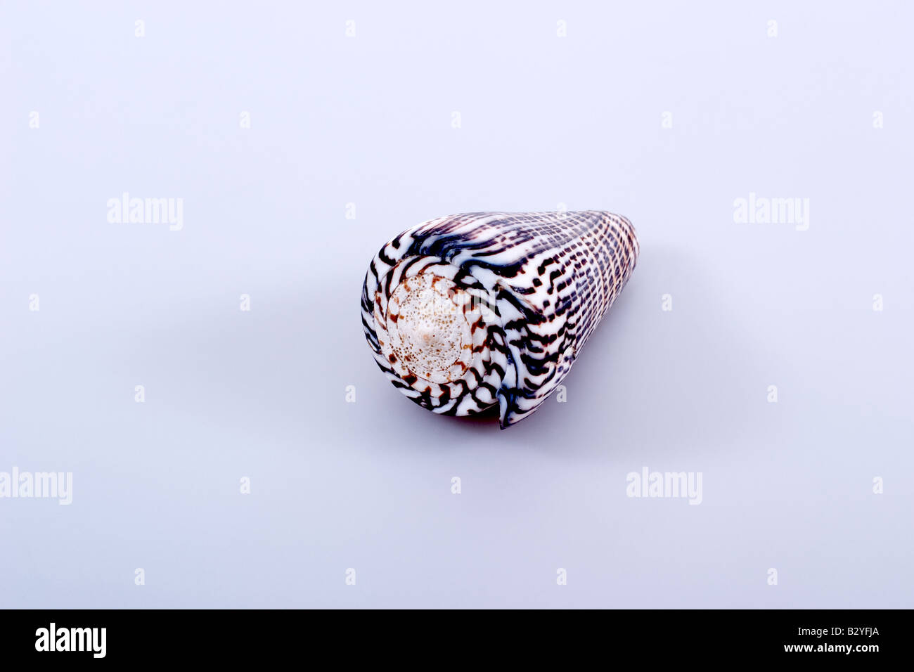 Single seashell on a white background Stock Photo - Alamy