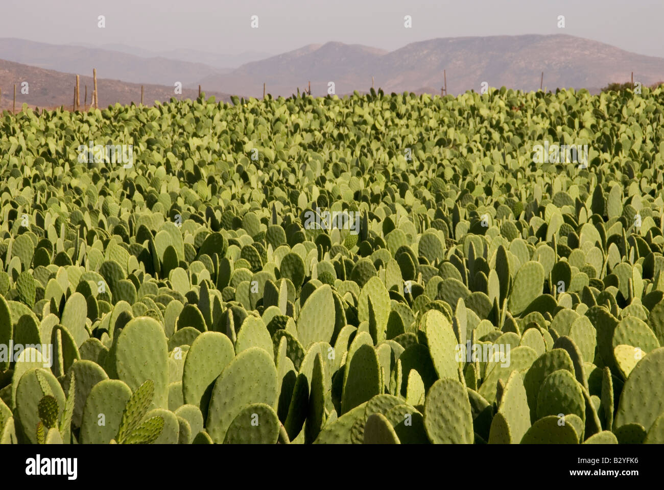 cactus in cultivation Baja California, Mexico Stock Photo - Alamy