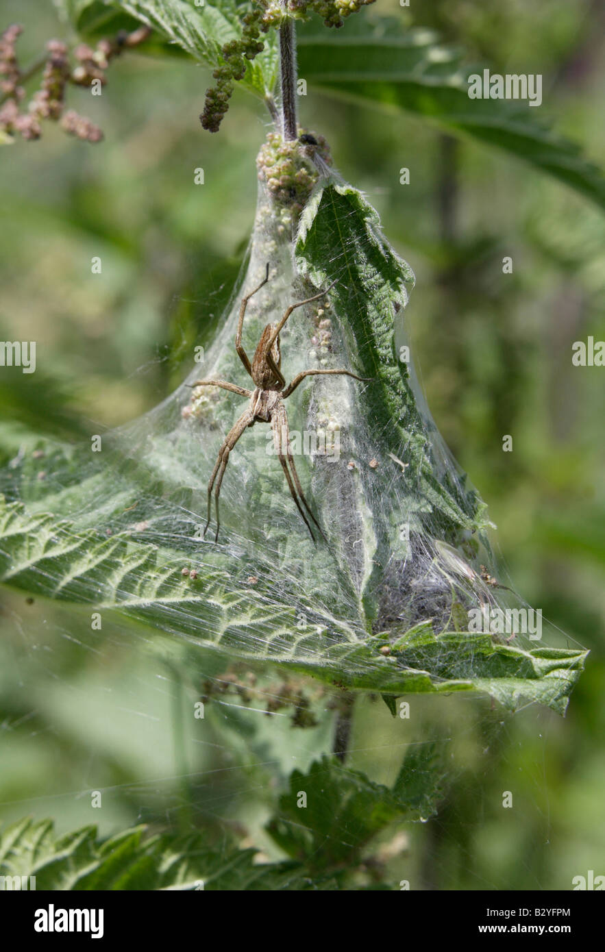 Spider nest hi-res stock photography and images - Alamy