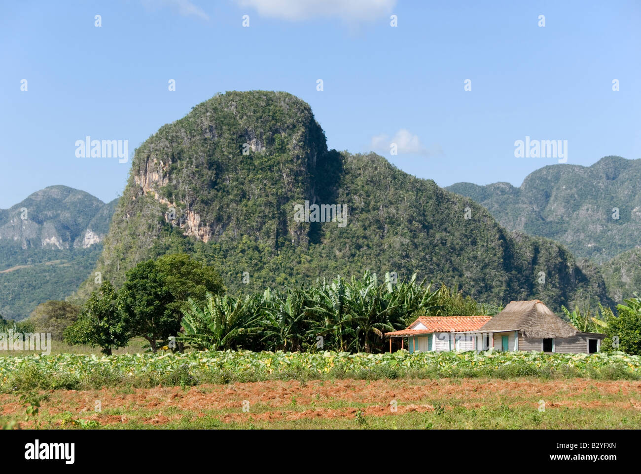 Tobacco plantation and steep limestone mogote in the Viñales valley ...