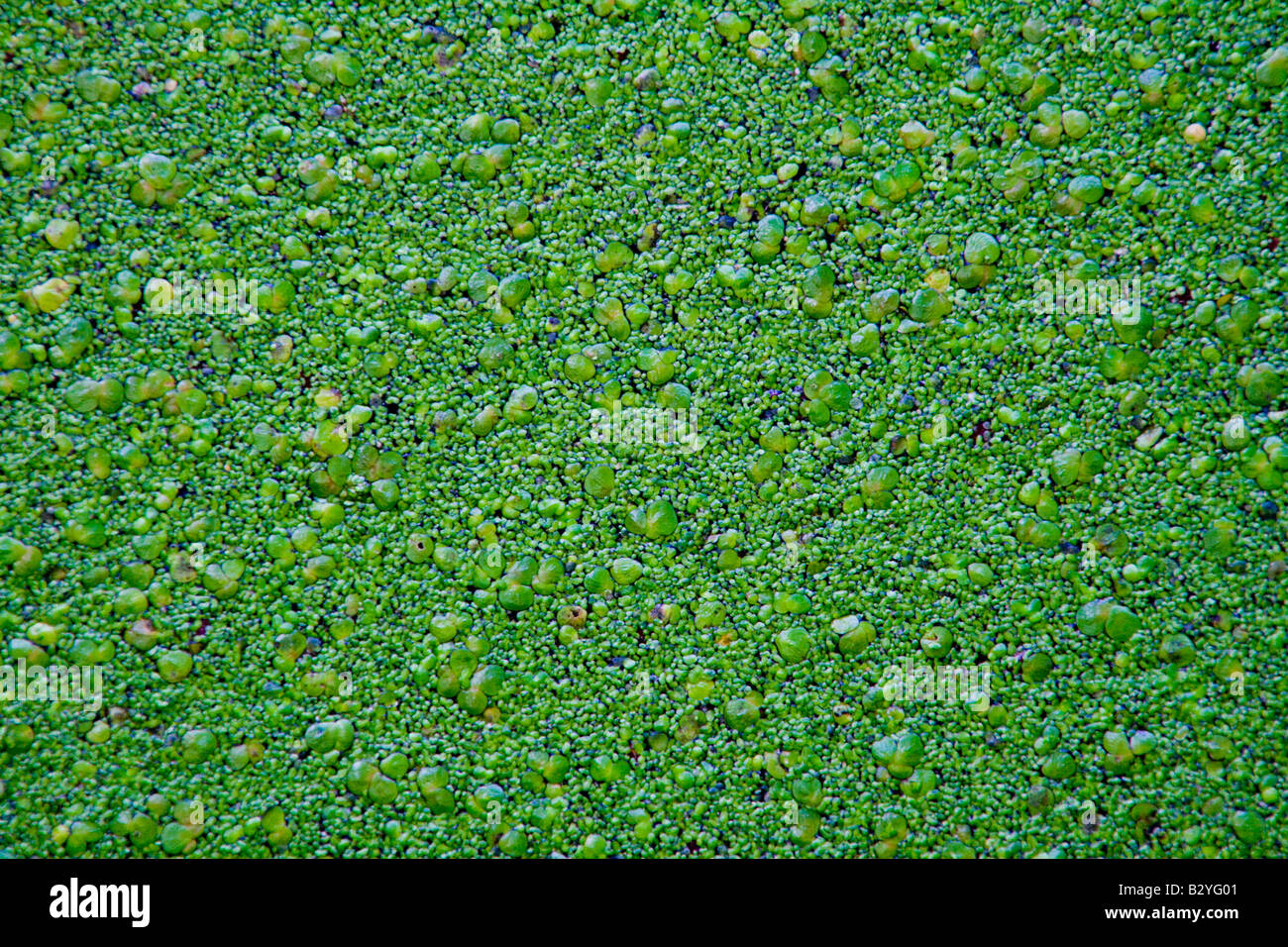 Photosynthetic green hi-res stock photography and images - Alamy