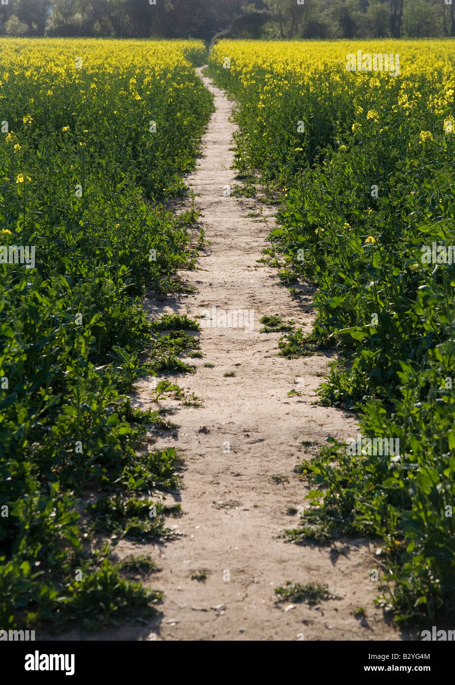 Path through field of Oilseed Rape Stock Photo - Alamy Path through field of Oilseed Rape Stock Photo - Alamy
