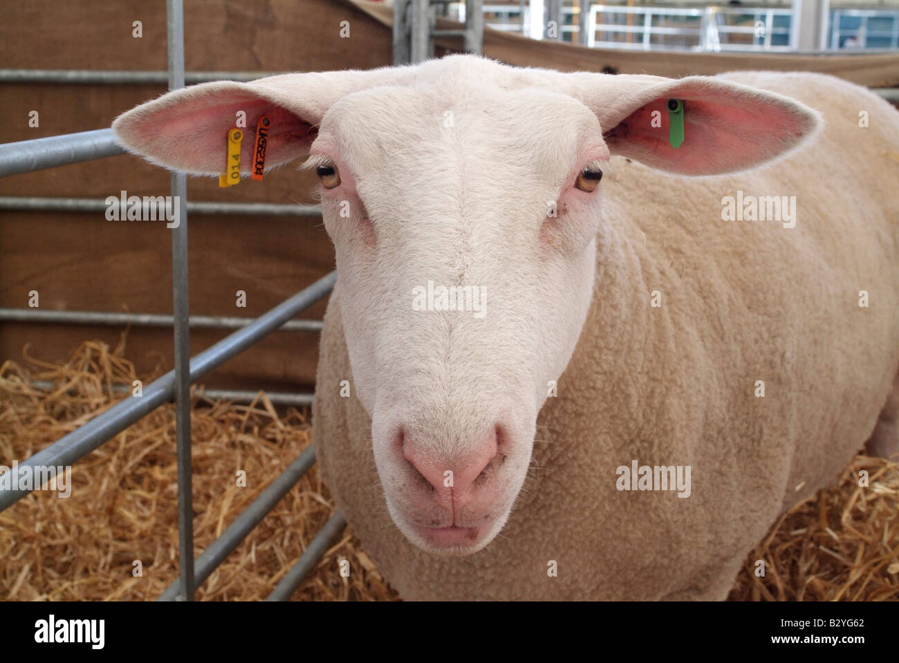 Berrichon Sheep High Resolution Stock Photography and Images - Alamy