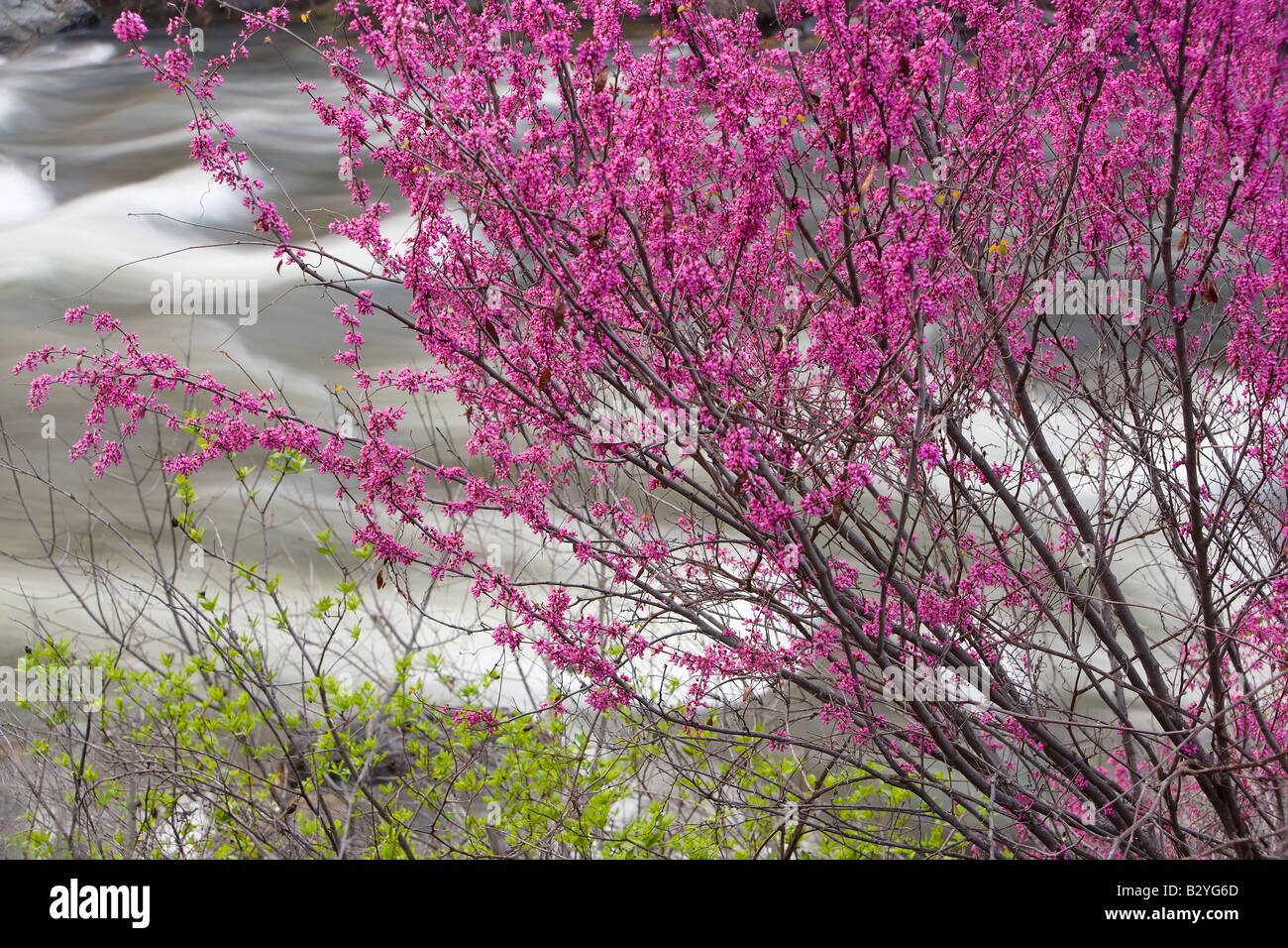 Redbud and Creek Dogwood add a splash of spring color as the Merced ...