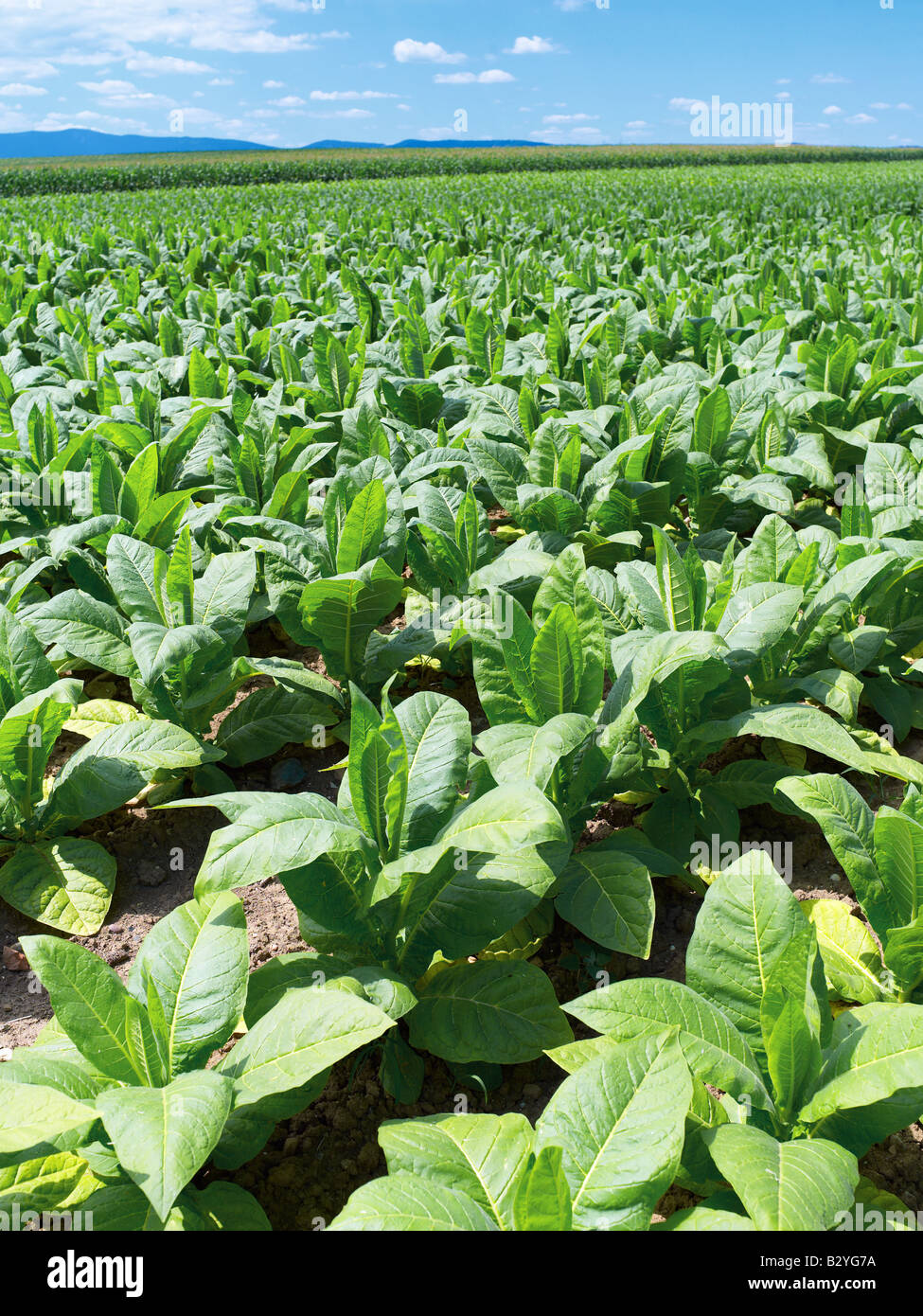TOBACCO FIELD ALSACE FRANCE Stock Photo - Alamy