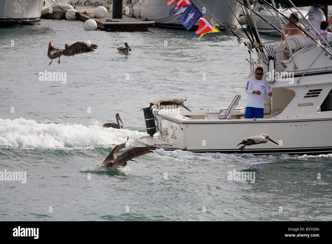 Sea birds chasing boat hi-res stock photography and images - Alamy