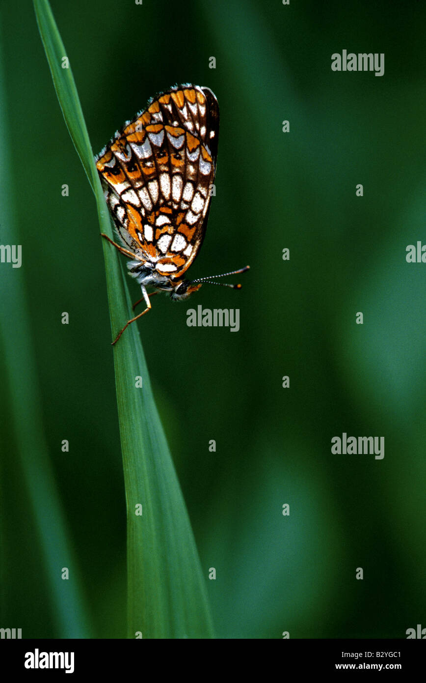 A rare Harris Checkerspot butterfly (Melitaea harrisii) clings to a ...