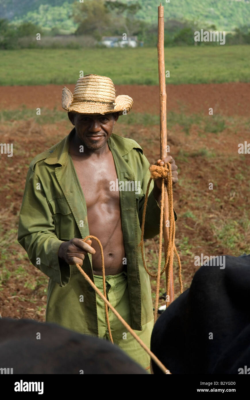 Tending cattle hi-res stock photography and images - Alamy