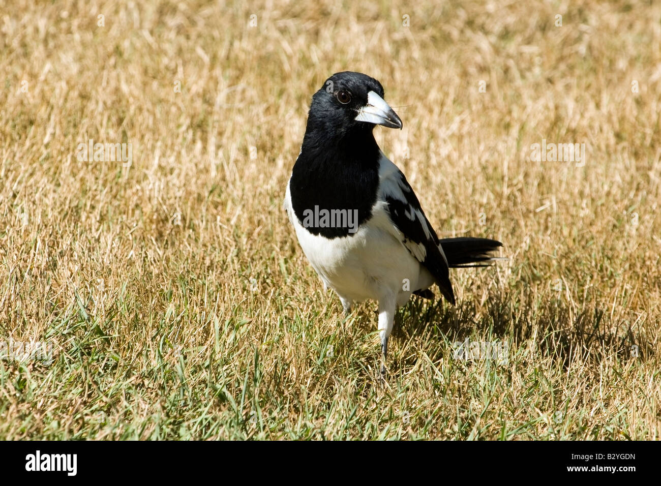 Watchful Australian magpie on tropical grassland, Rockhampton ...