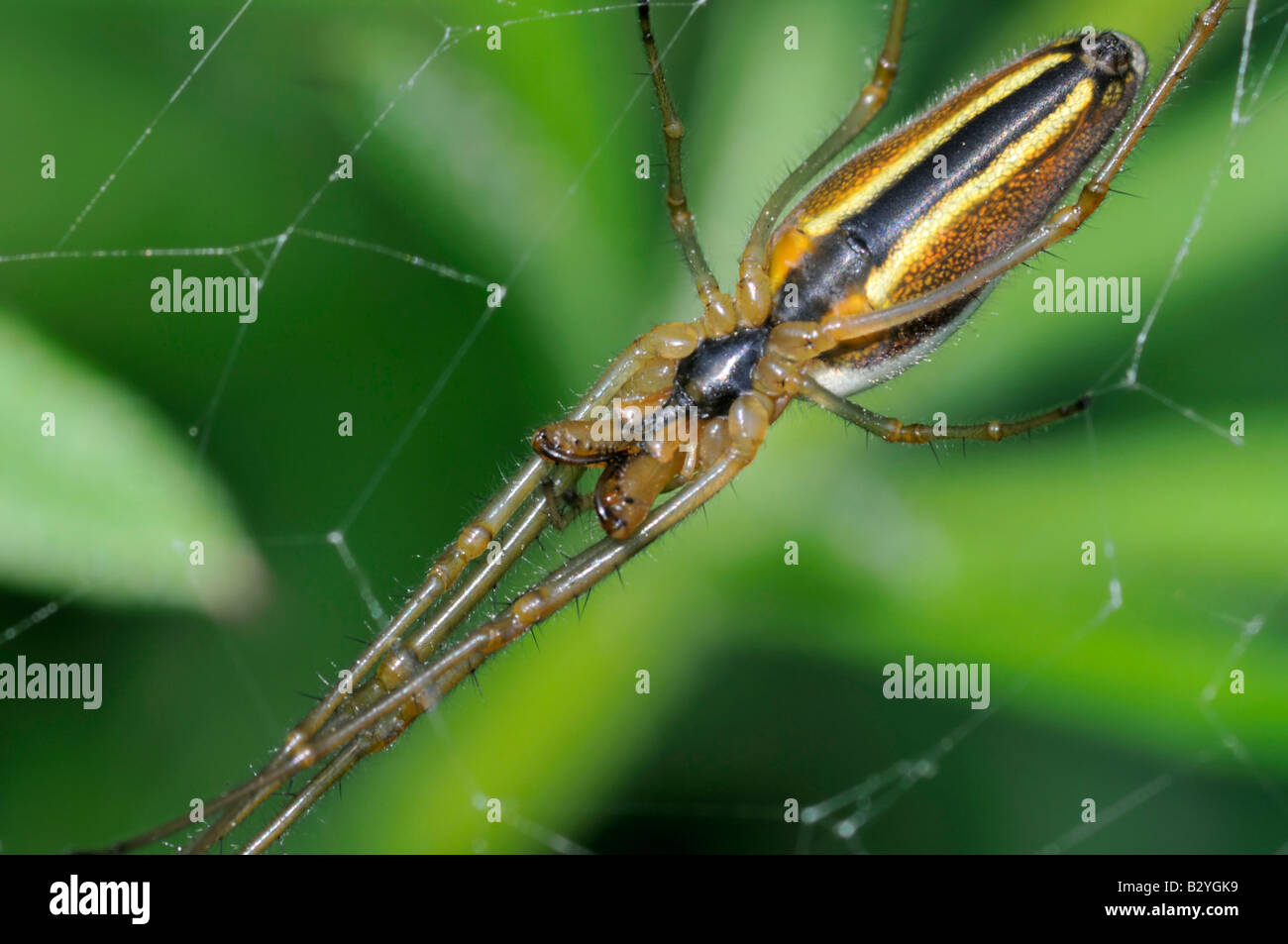 Spider Tetragnatha extensa Stock Photo - Alamy