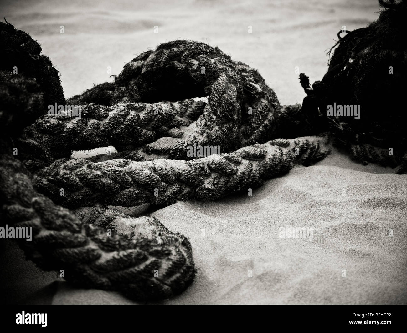 Washed up rope Stock Photo - Alamy
