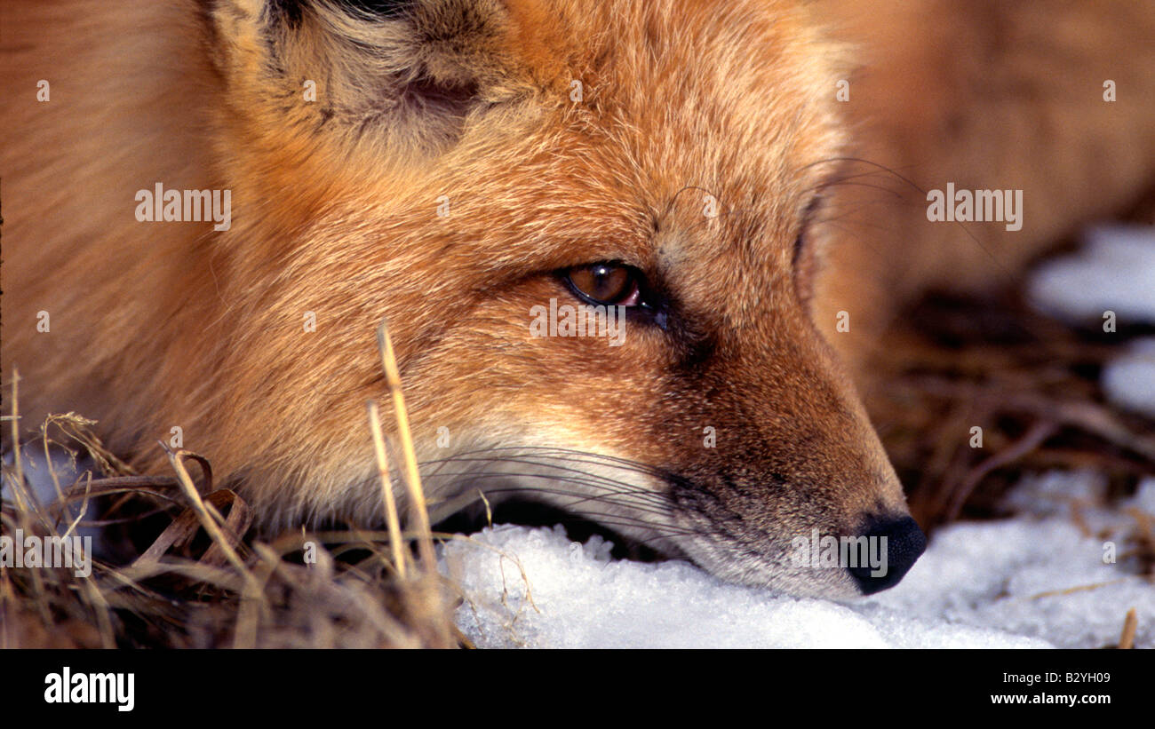 Red fox - Vulpes vulpes Stock Photo - Alamy
