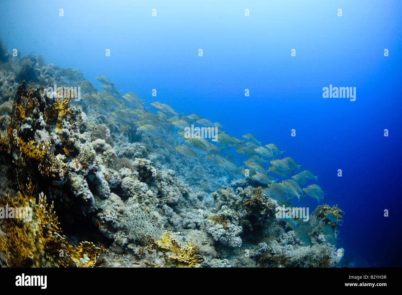 Egypt reef fish hi-res stock photography and images - Alamy