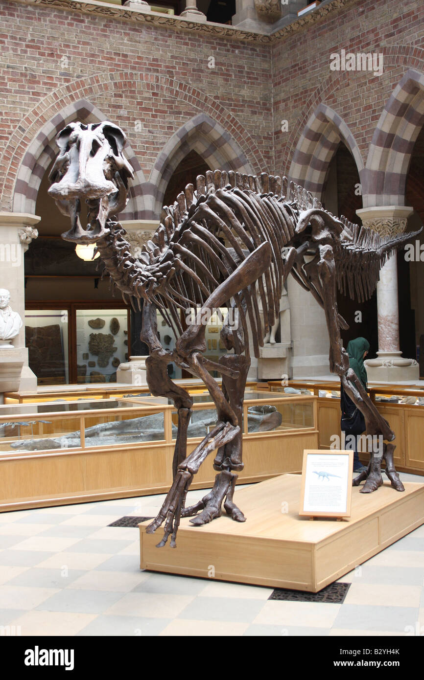 Edmontosaurus Annectens High Resolution Stock Photography and Images ...