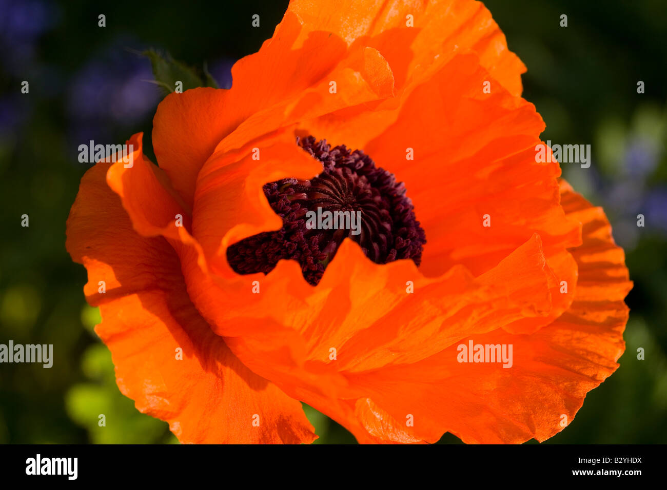 Oriental Orange Poppies