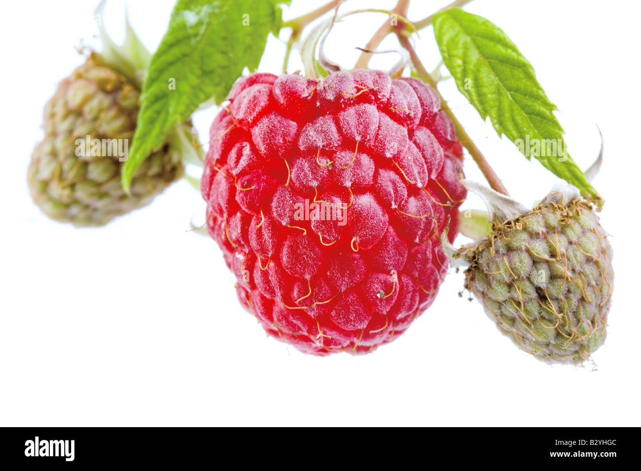 Ripen raspberry hi-res stock photography and images - Alamy