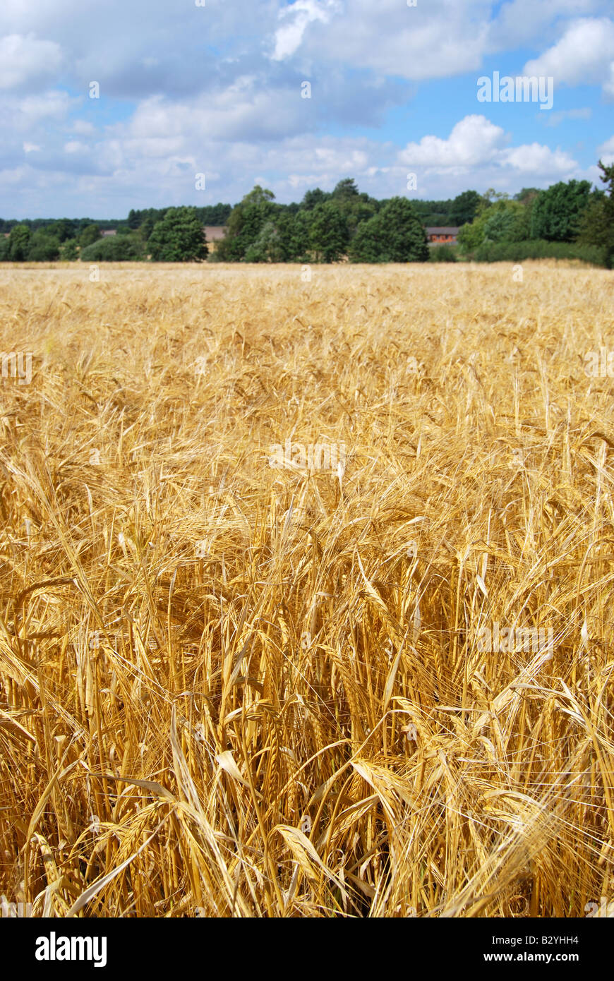 Barley british isles hi-res stock photography and images - Alamy