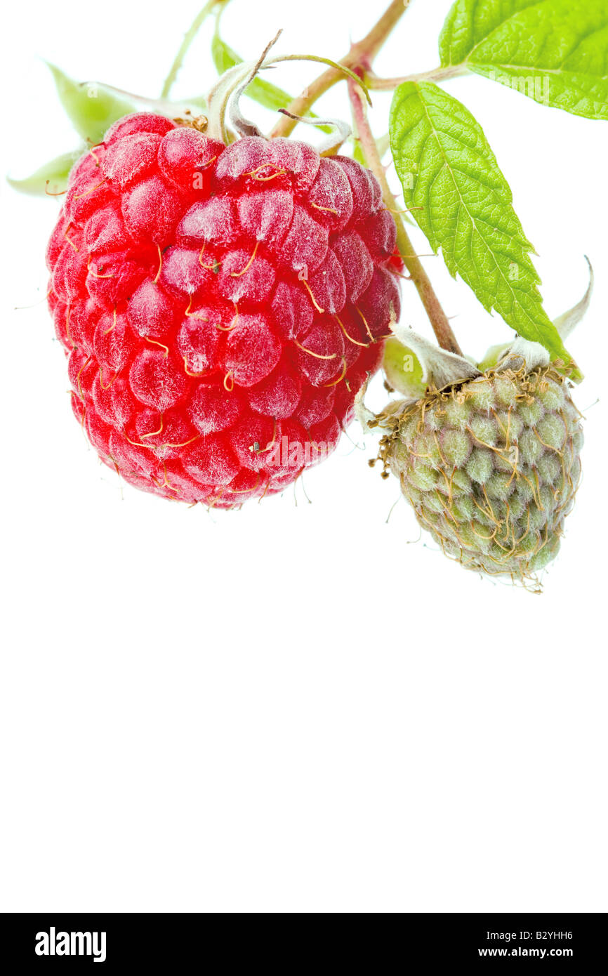 Ripen raspberry hi-res stock photography and images - Alamy