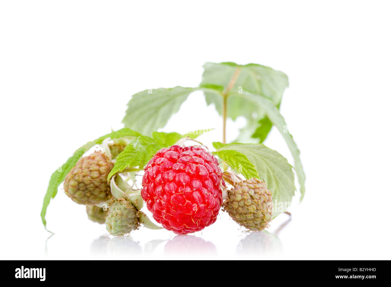raspberry isolated on white close up photo Stock Photo - Alamy