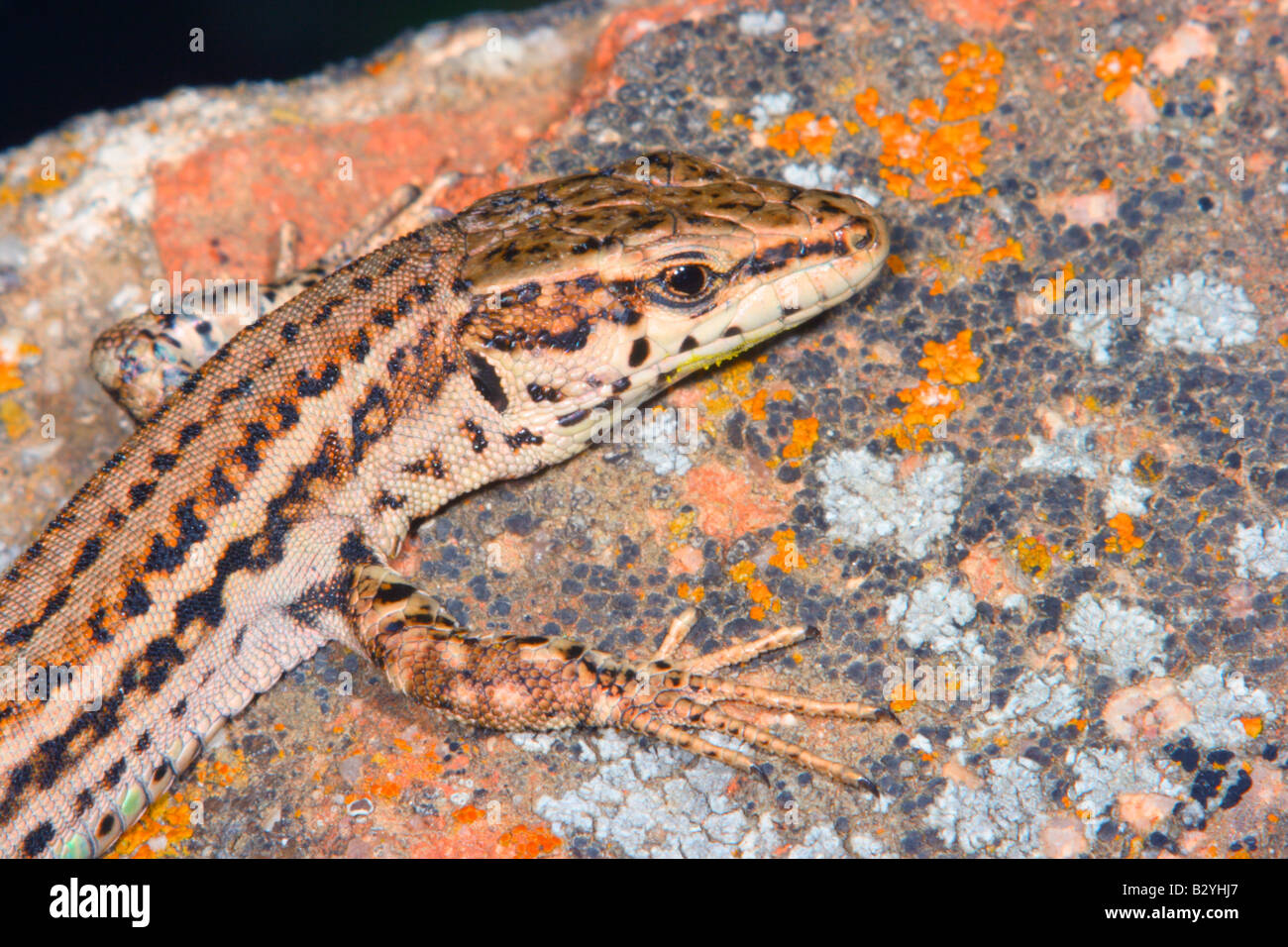 Closeup close up close up reptiles zoology hi-res stock photography and ...