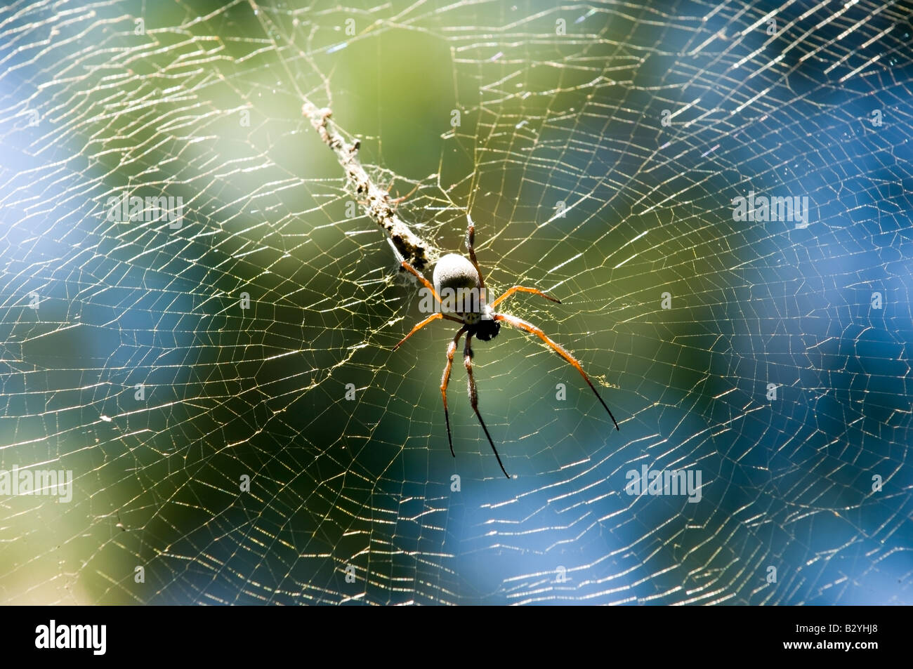 Predatory web of a Golden Orb spider Stock Photo - Alamy