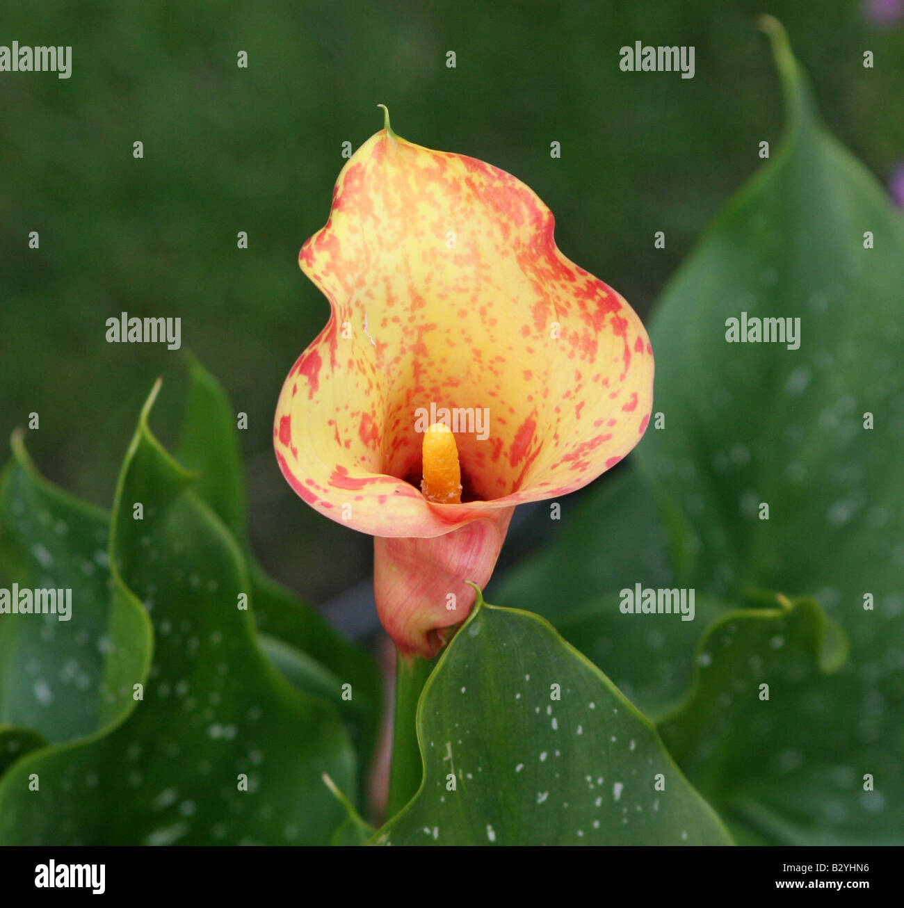 Calla lilly hi-res stock photography and images - Alamy