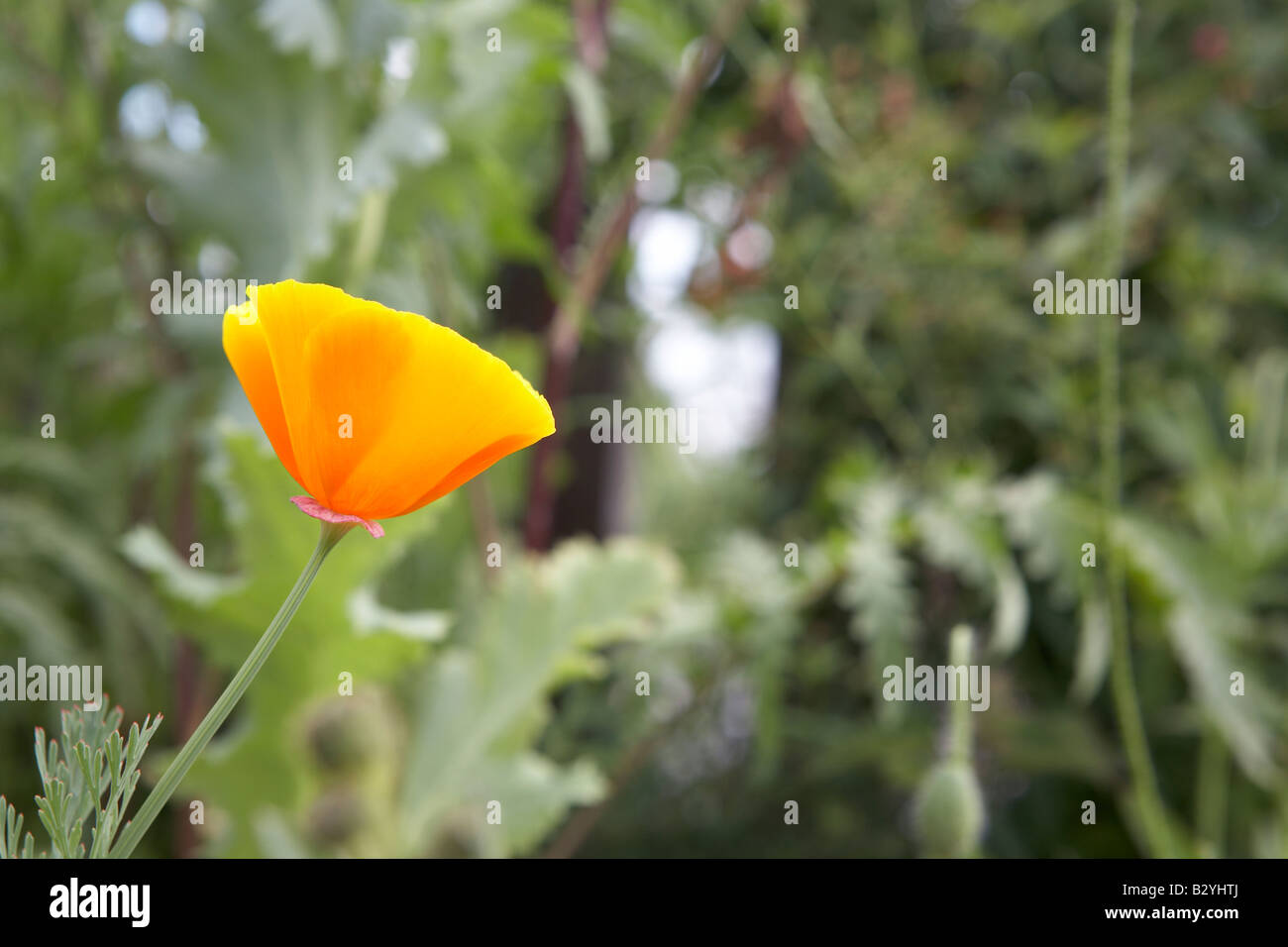 Golden Poppy High Resolution Stock Photography and Images - Alamy