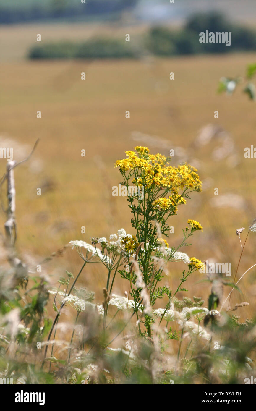 A wild flower growing on the Ridgeway Path Stock Photo - Alamy