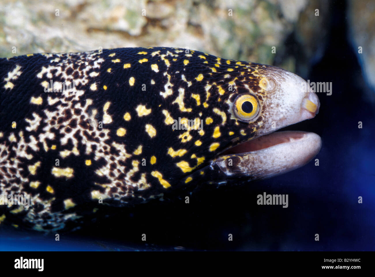 Snowflake moray eel, Echidna nebulosa, Murenidae Stock Photo - Alamy