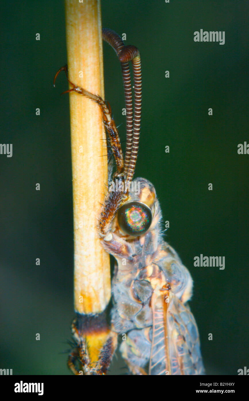 Myrmeleon formicarius antlion ant lion hi-res stock photography and ...