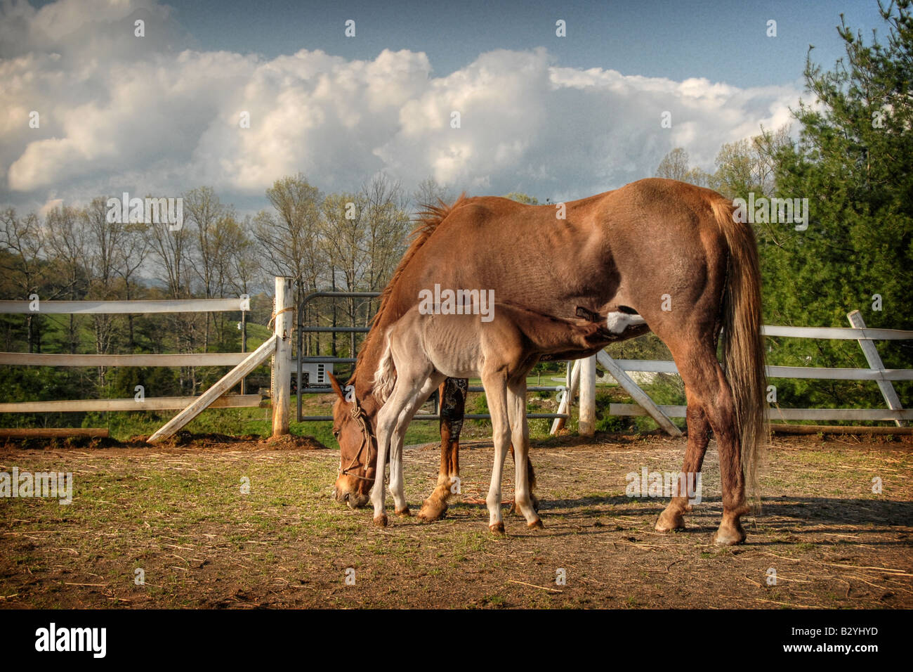 colt with his mother feeding Stock Photo - Alamy