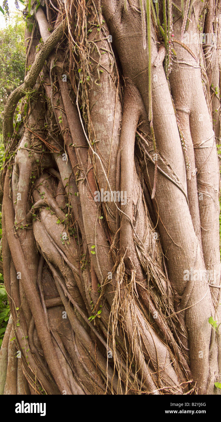 Roots over tree, tree roots Stock Photo - Alamy