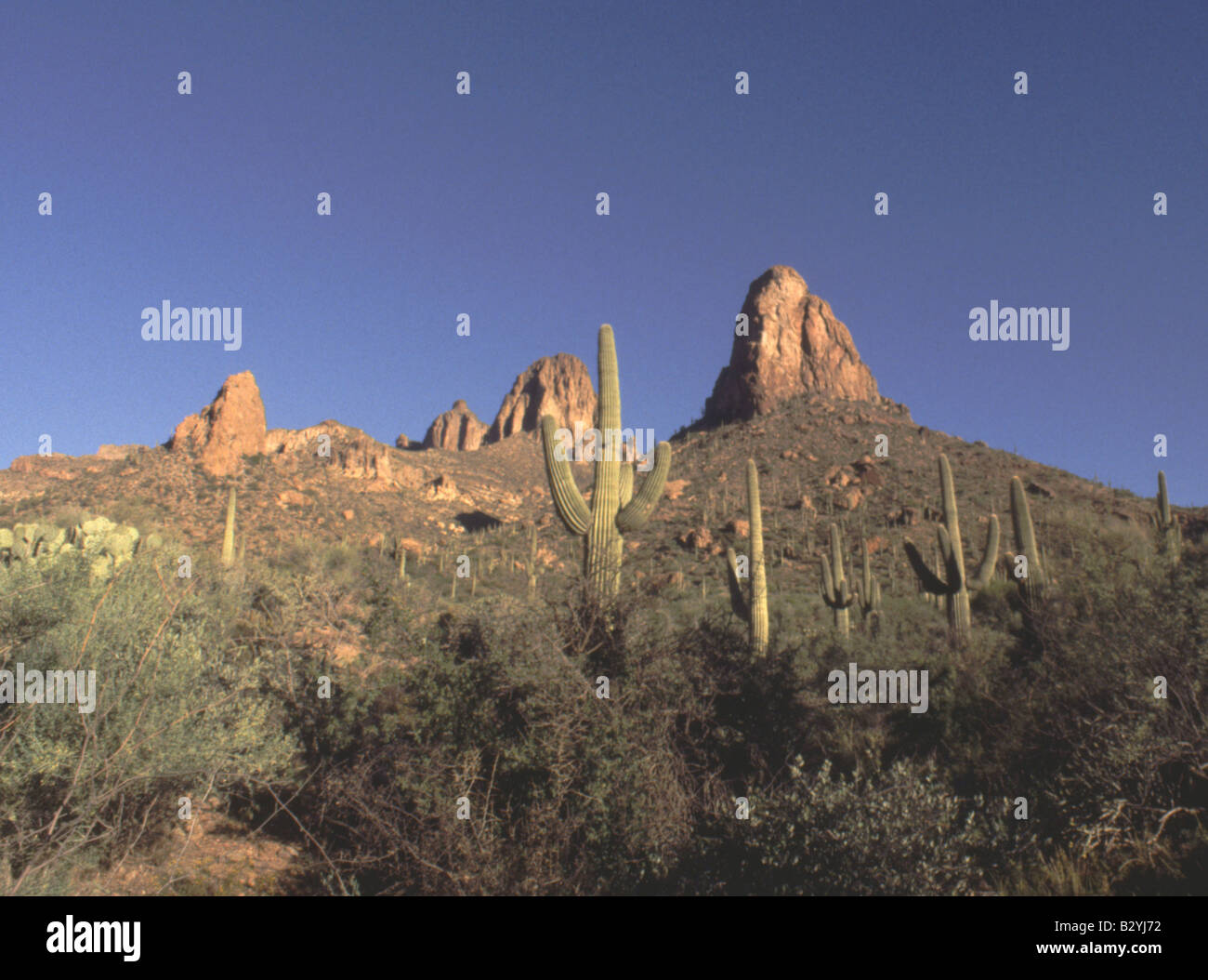 Saguaro National Monument Cactus Landscape Arizona Stock Photo - Alamy