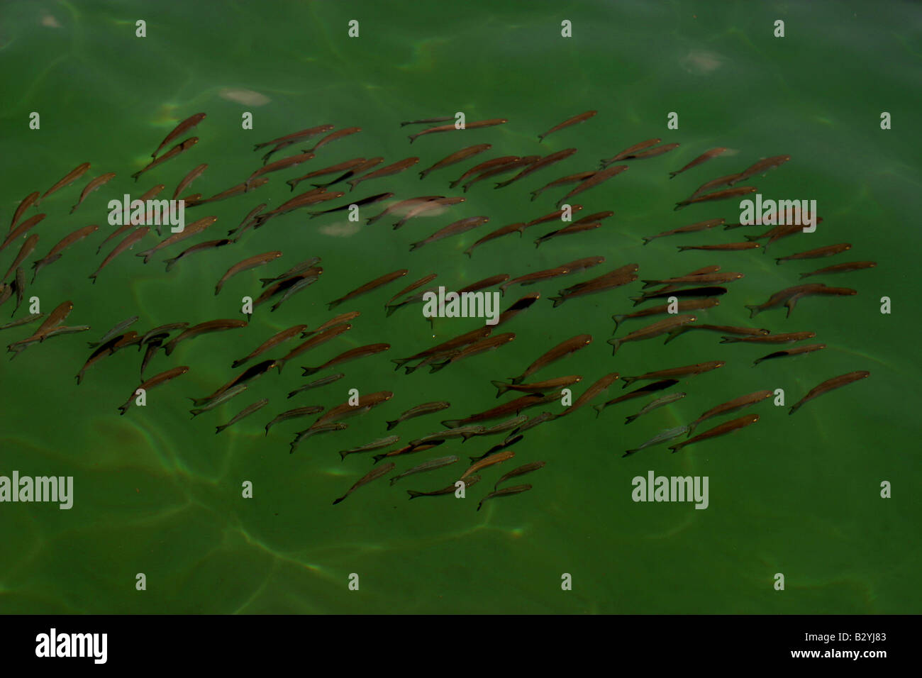 Alamy fish photo hi-res stock photography and images - Alamy