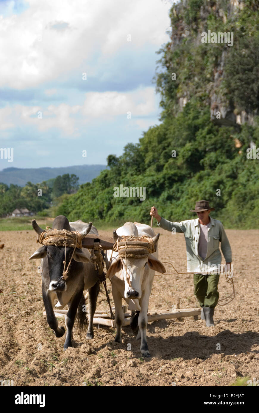 Oxen Plough High Resolution Stock Photography and Images - Alamy